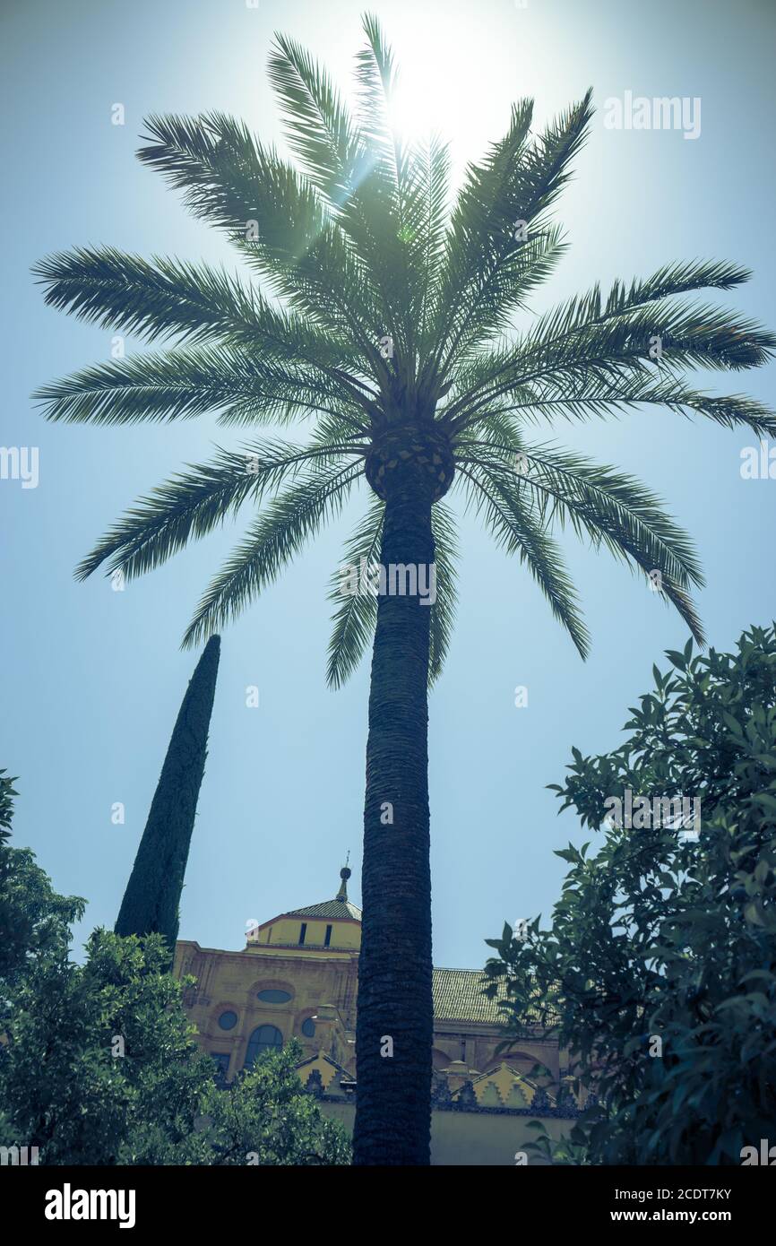 Europe palm tree hi-res stock photography and images - Alamy