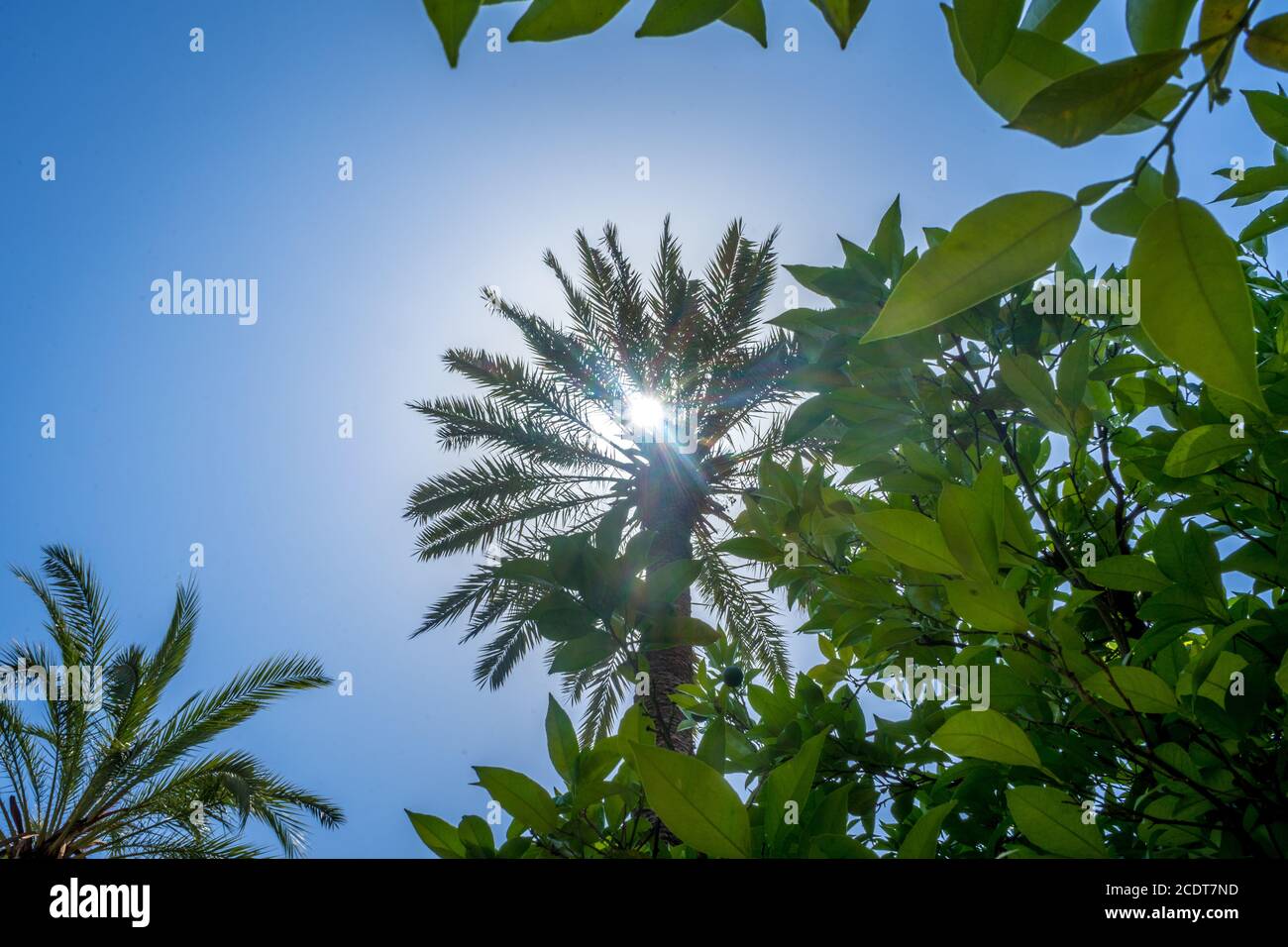 Europe palm tree hi-res stock photography and images - Alamy