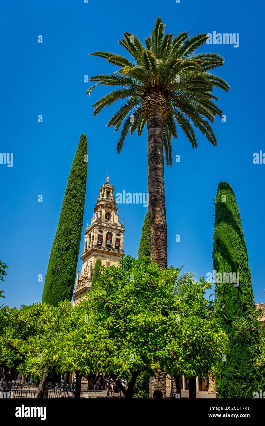 Courtyard with palm tree hi-res stock photography and images - Alamy