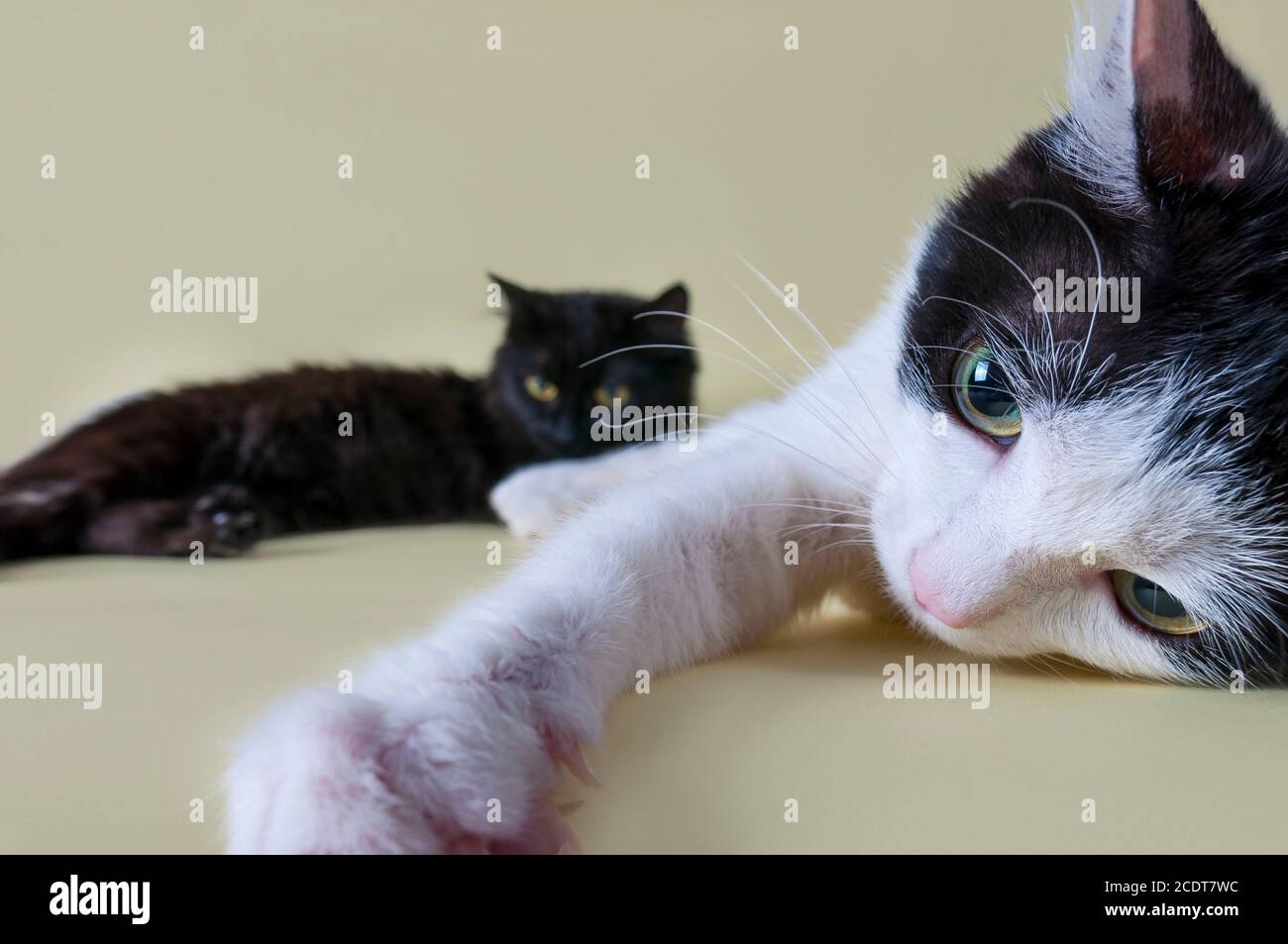 Close-up portrait of a cat. A beautiful animal shot against a yellow ...