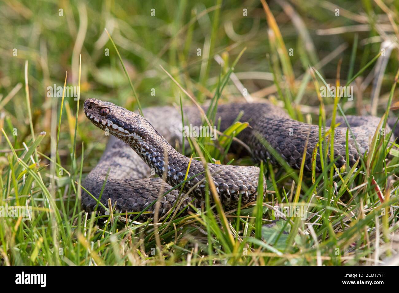 Common European adder in defense position Stock Photo - Alamy