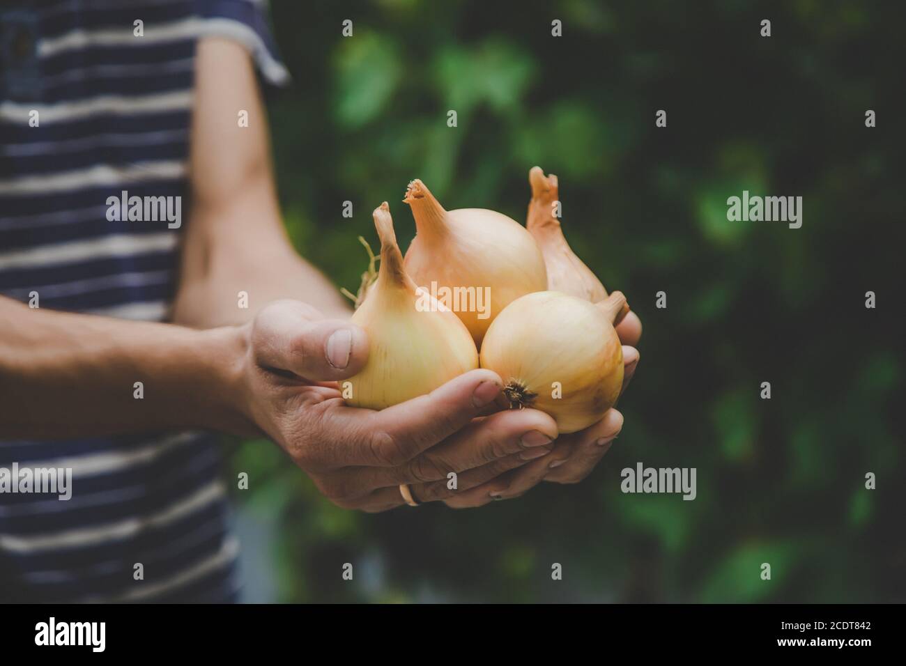 Hand picking onions hi-res stock photography and images - Alamy