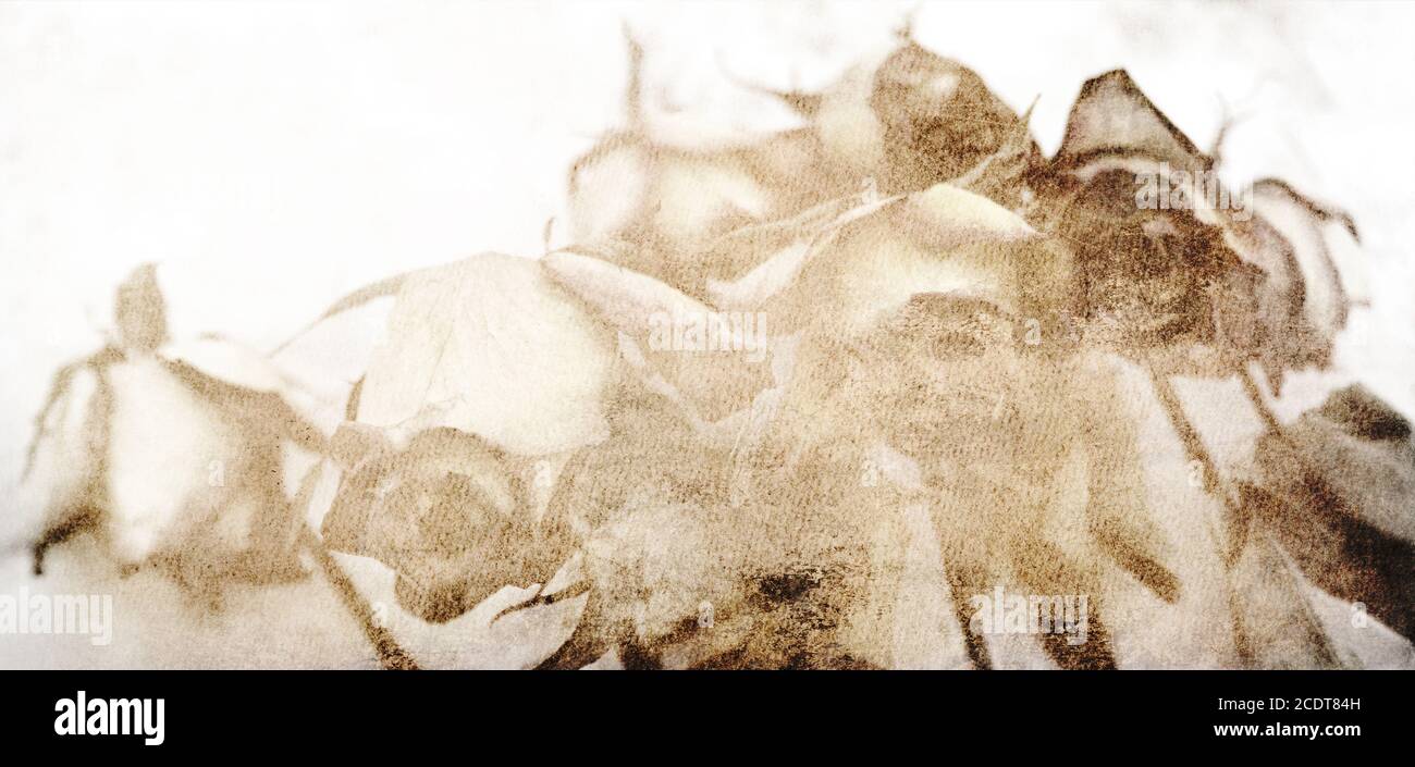 faded and tinted roses on textured background, faded flower concept ...