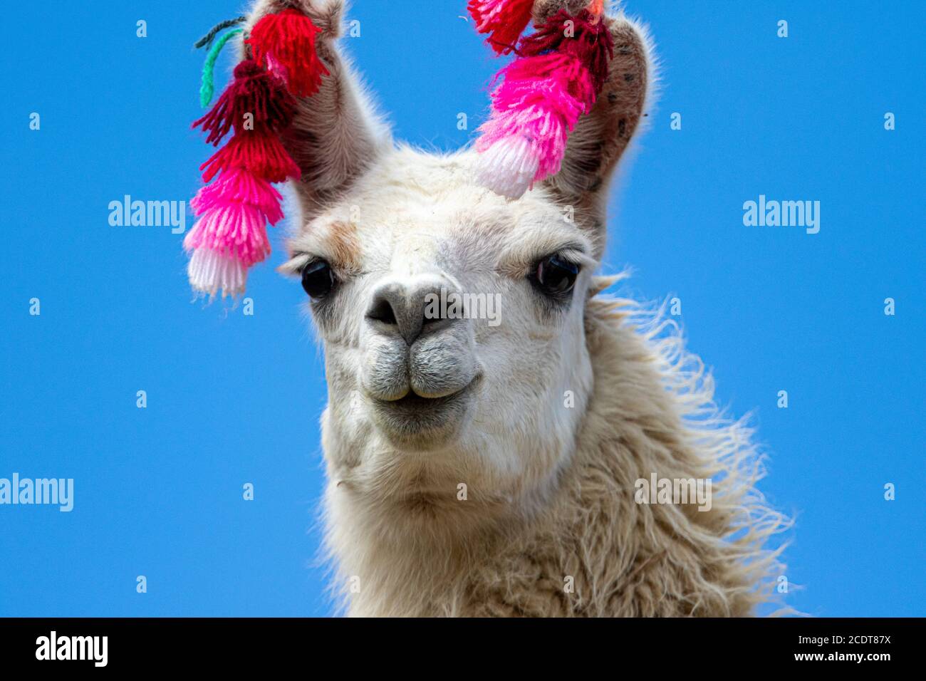 Portrait of a lama Stock Photo - Alamy