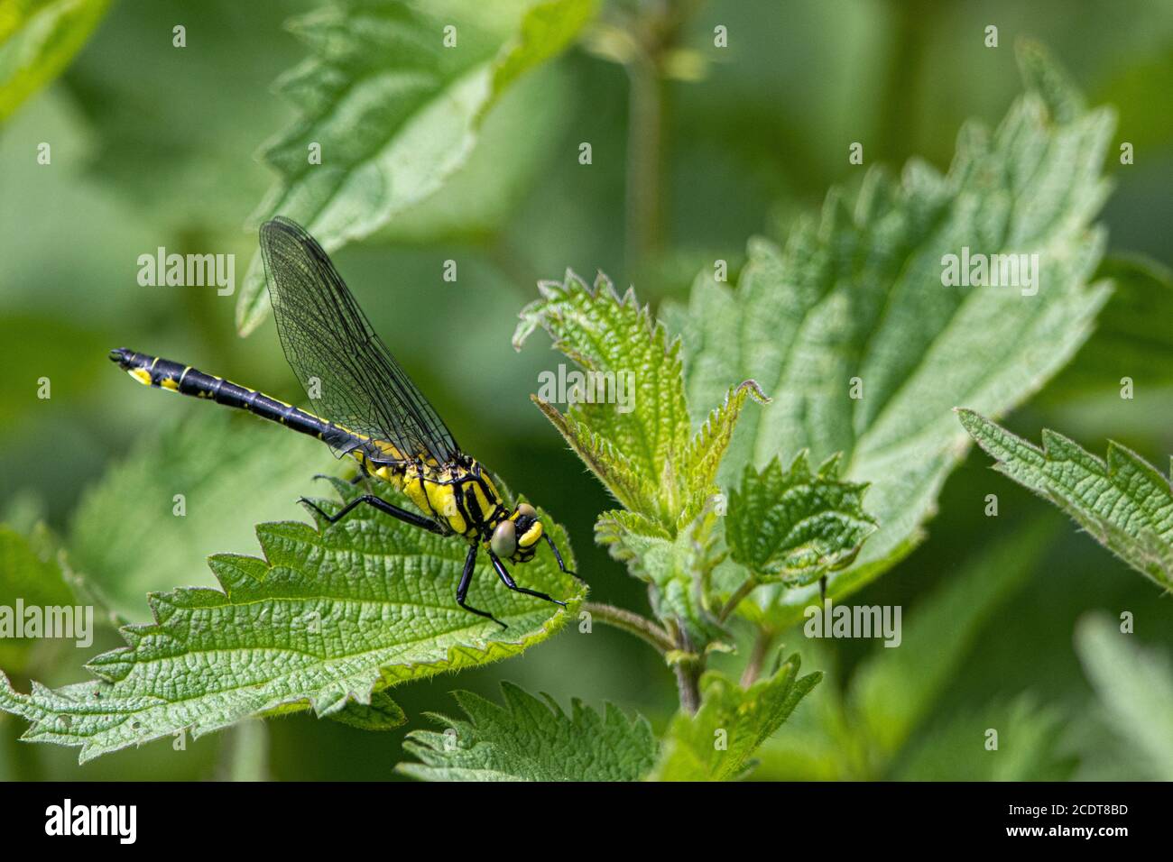 Common club-tail resting on a sting nettle Stock Photo - Alamy
