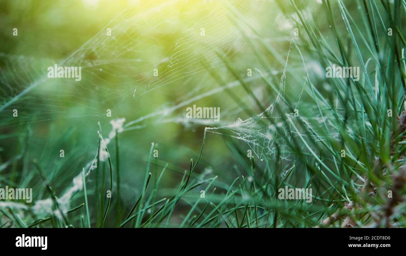 Cobweb woven by a spider in the spruce branches. The spruce branches ...