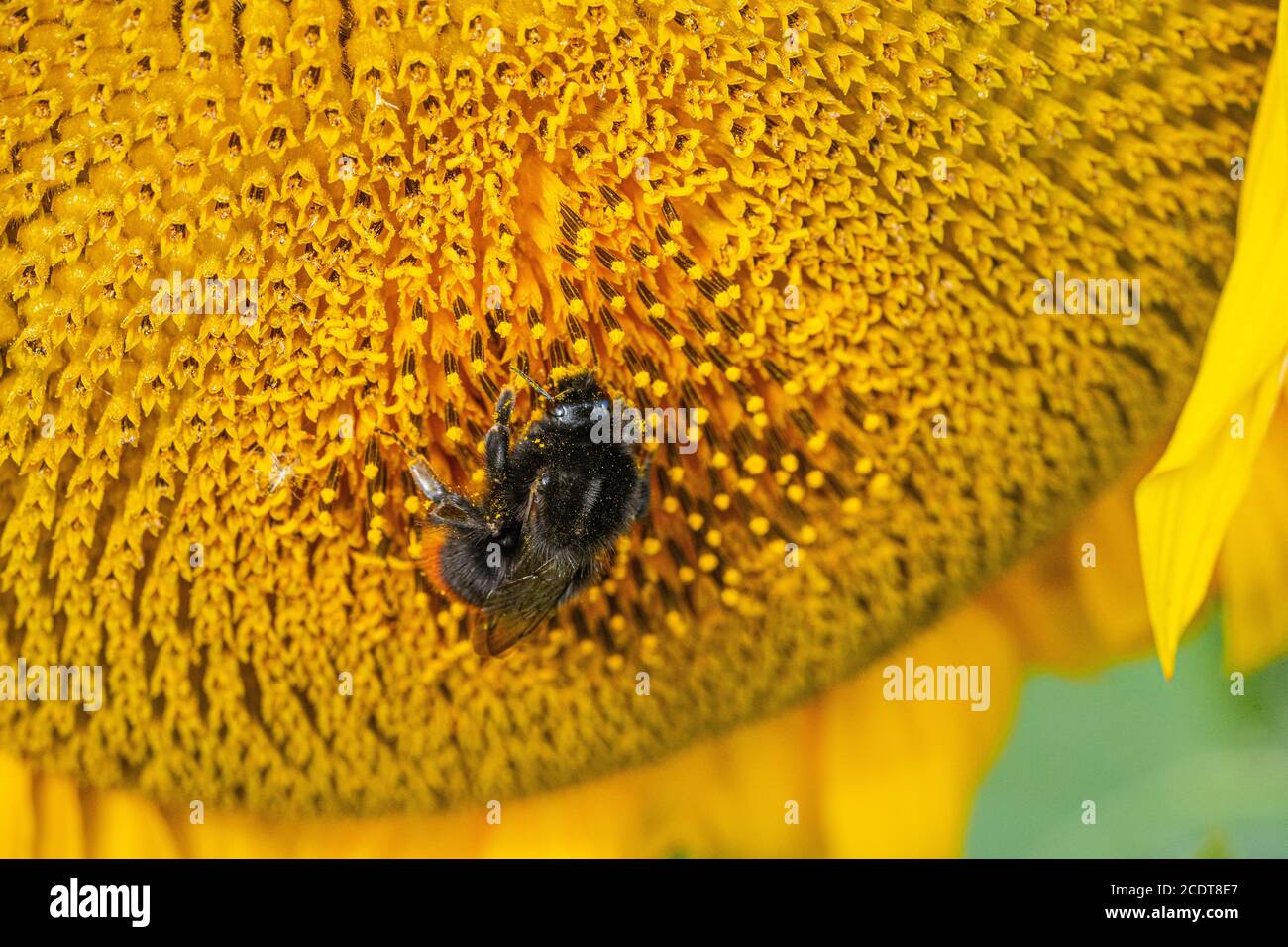 Black and yellow striped bee polinating sunflowers close up low level ...