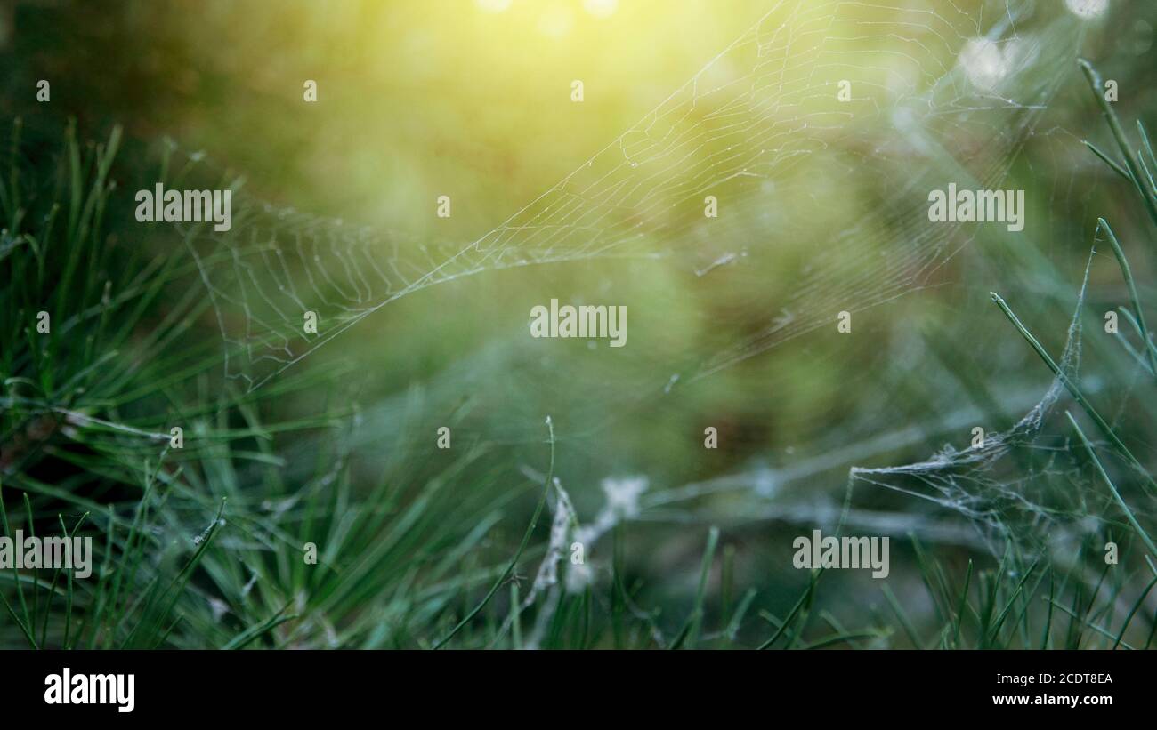 Cobweb woven by a spider in the spruce branches. The spruce branches ...