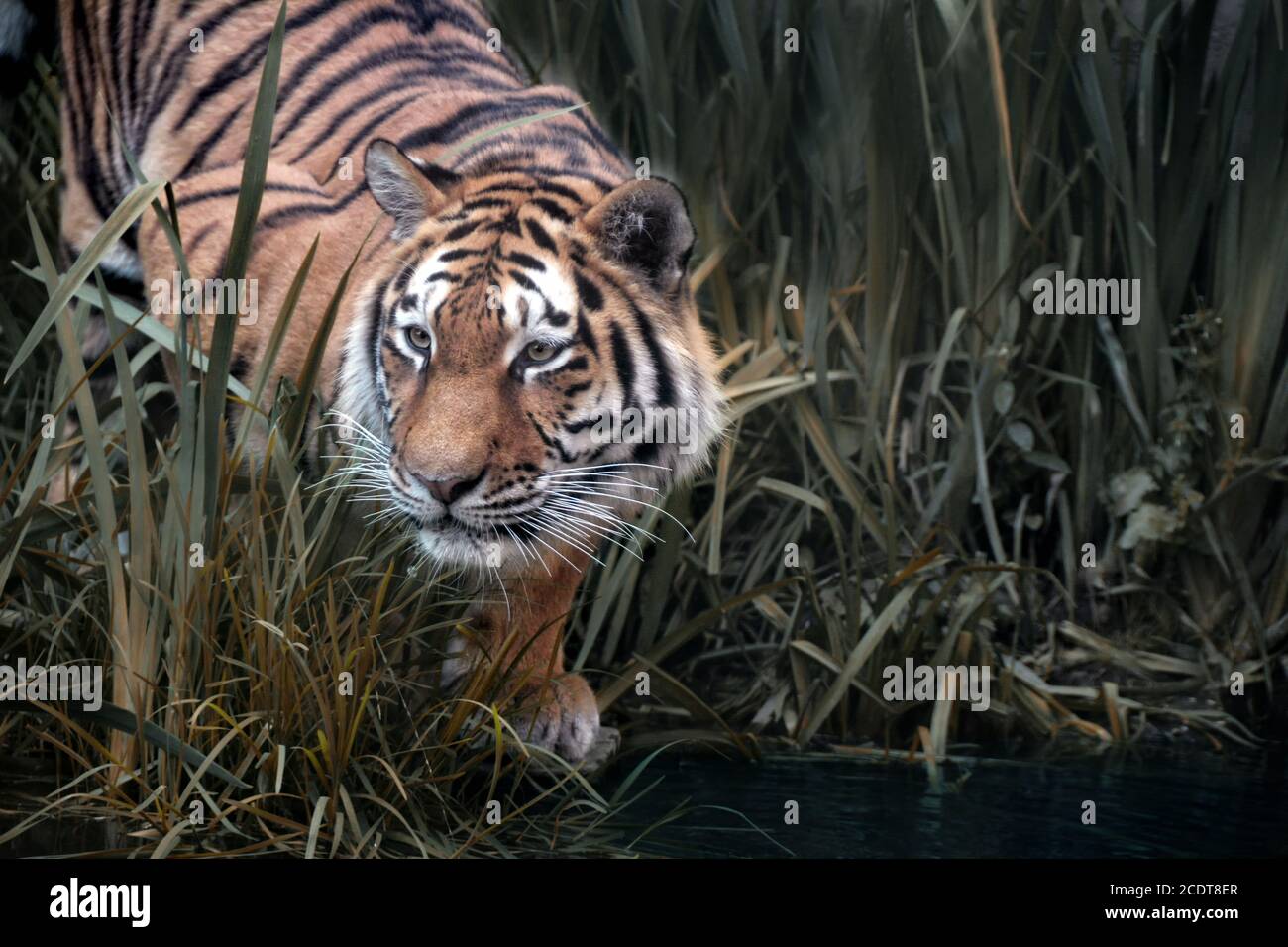 Siberian tiger russia hi-res stock photography and images - Alamy