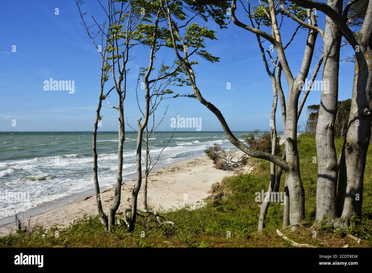Darss wald hi-res stock photography and images - Alamy