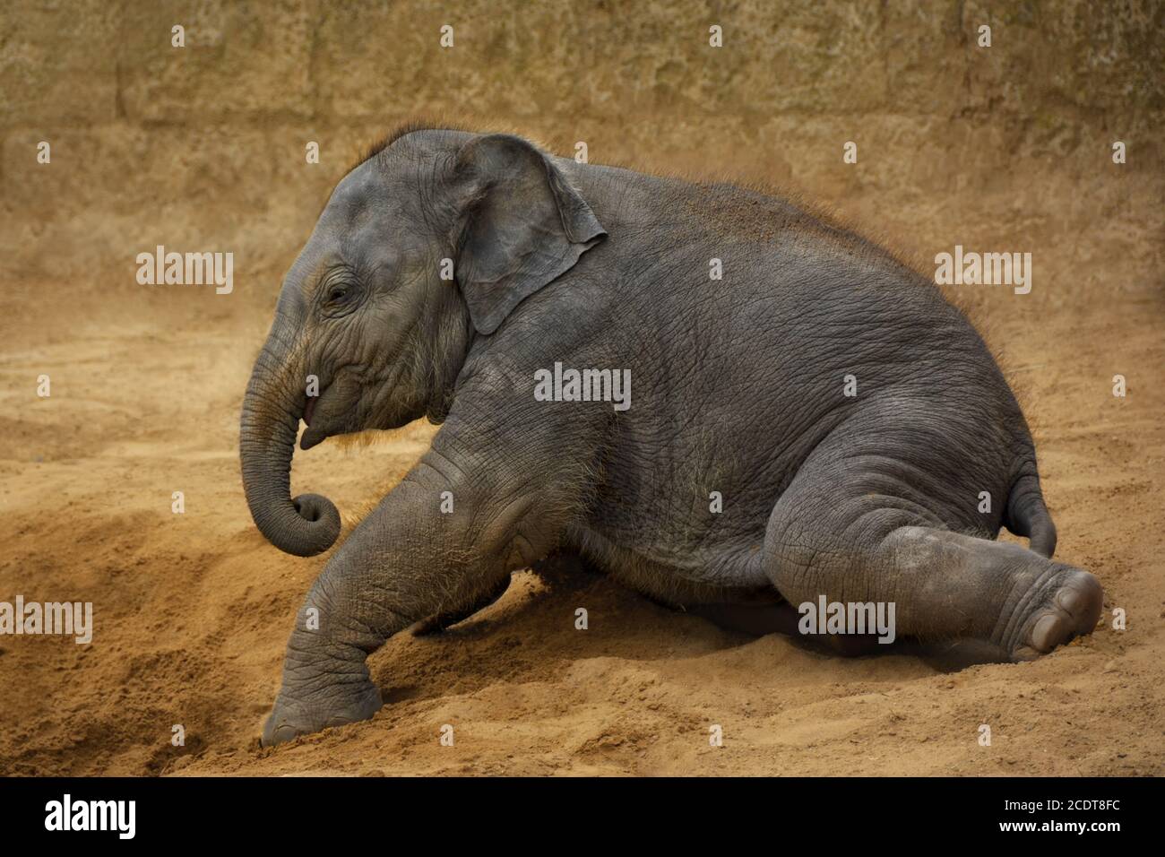 Cute little asian happy hi-res stock photography and images - Alamy