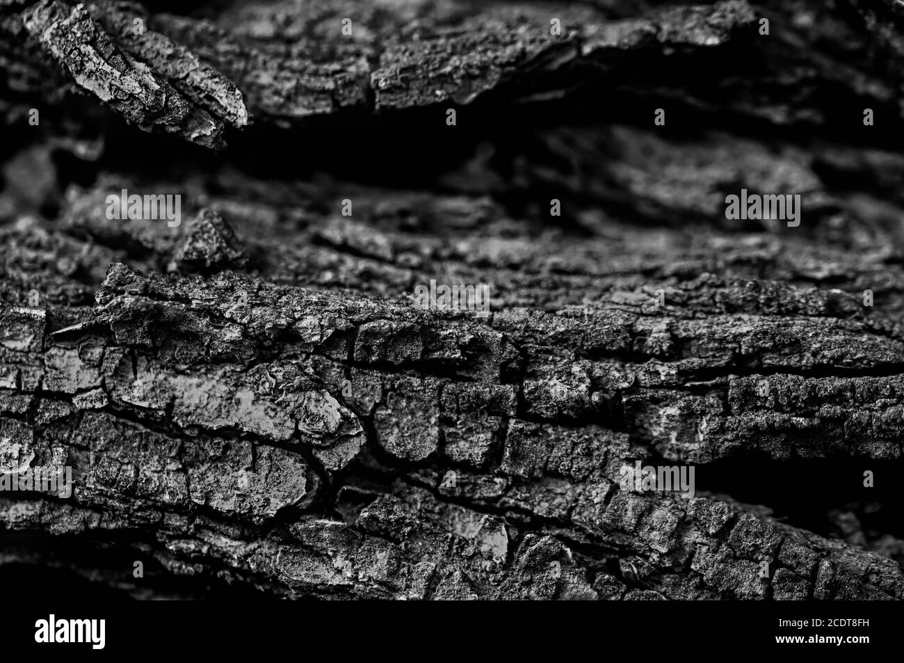 Dry tree bark texture. Dry tree bark. Bark texture Stock Photo - Alamy
