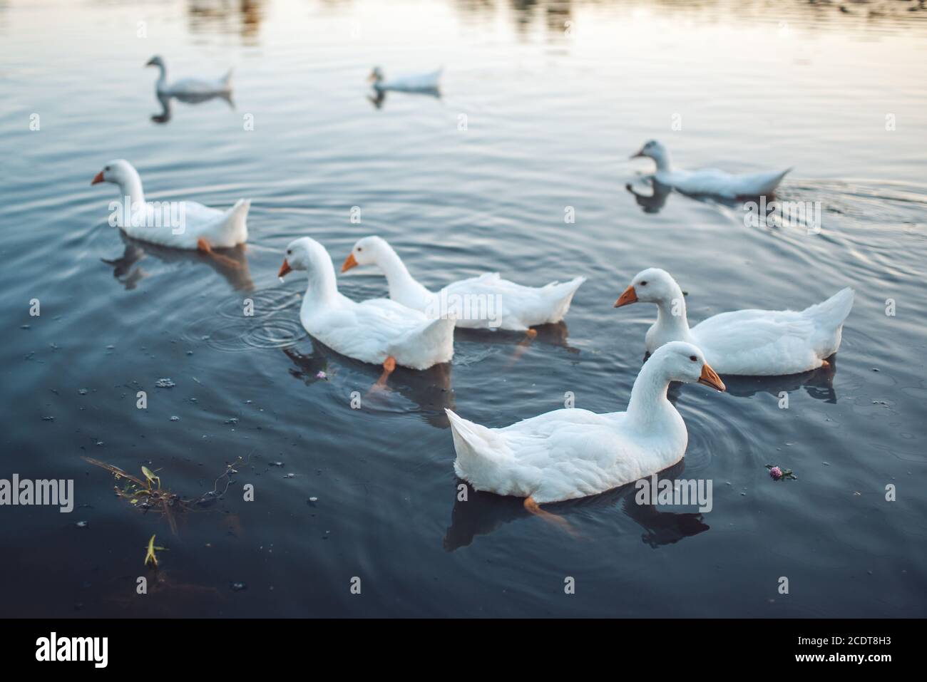 Ancestor of domesticated goose hi-res stock photography and images - Alamy