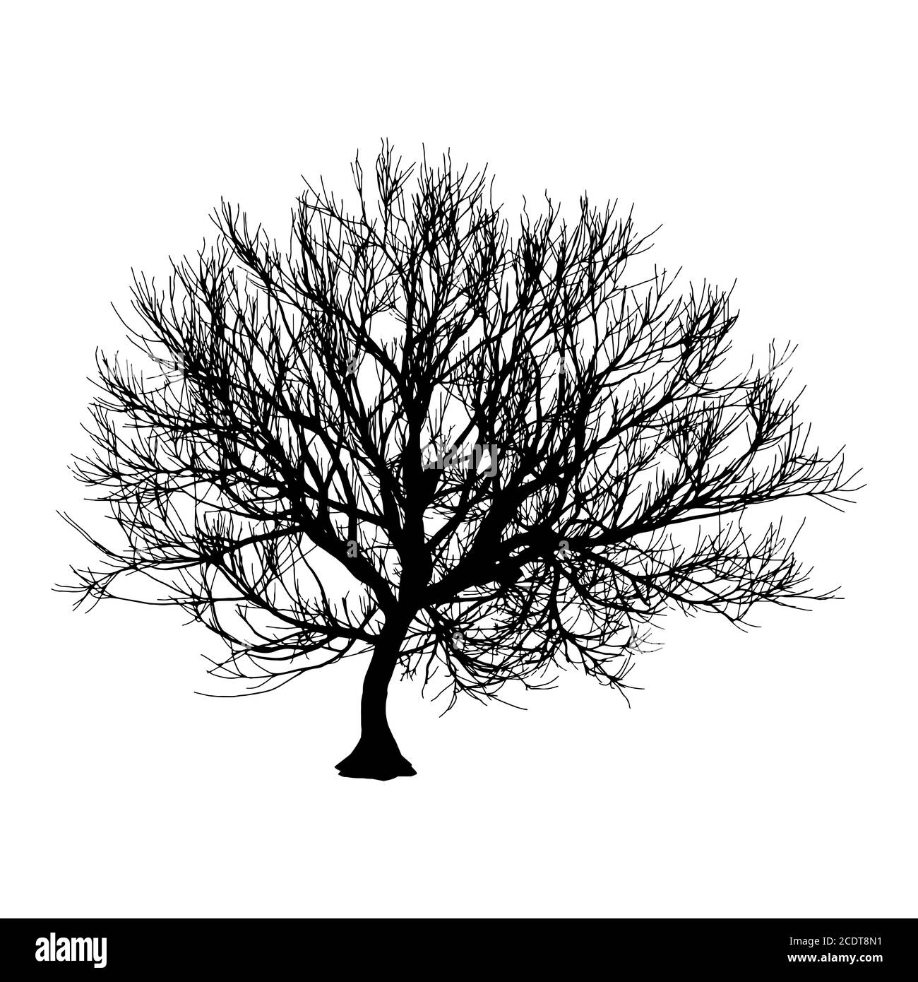 Black dry tree winter or autumn silhouette on white background ...