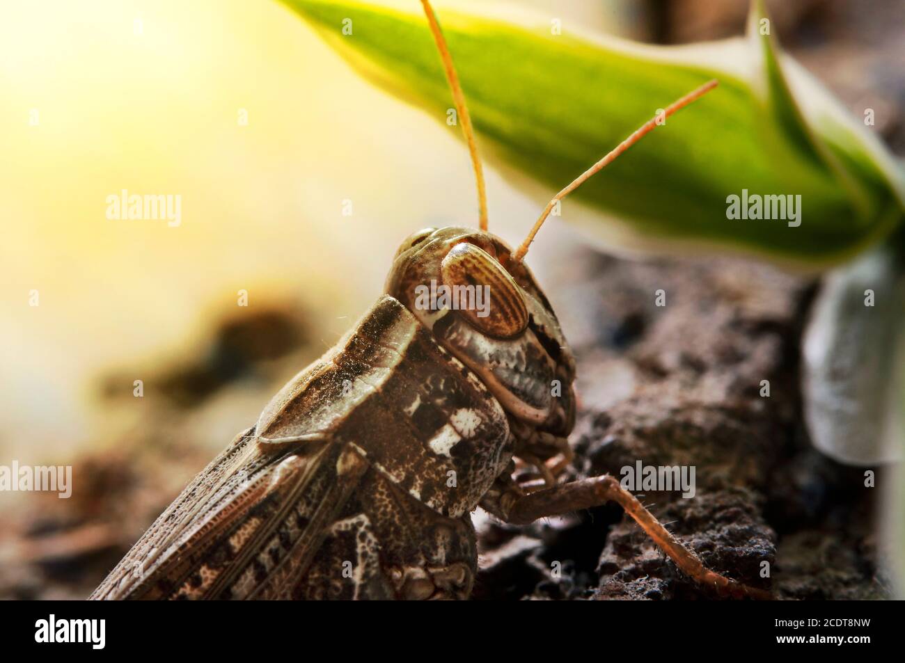 Locusts pests hi-res stock photography and images - Alamy