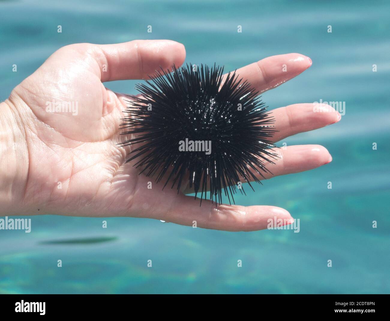 Echinus hi-res stock photography and images - Alamy