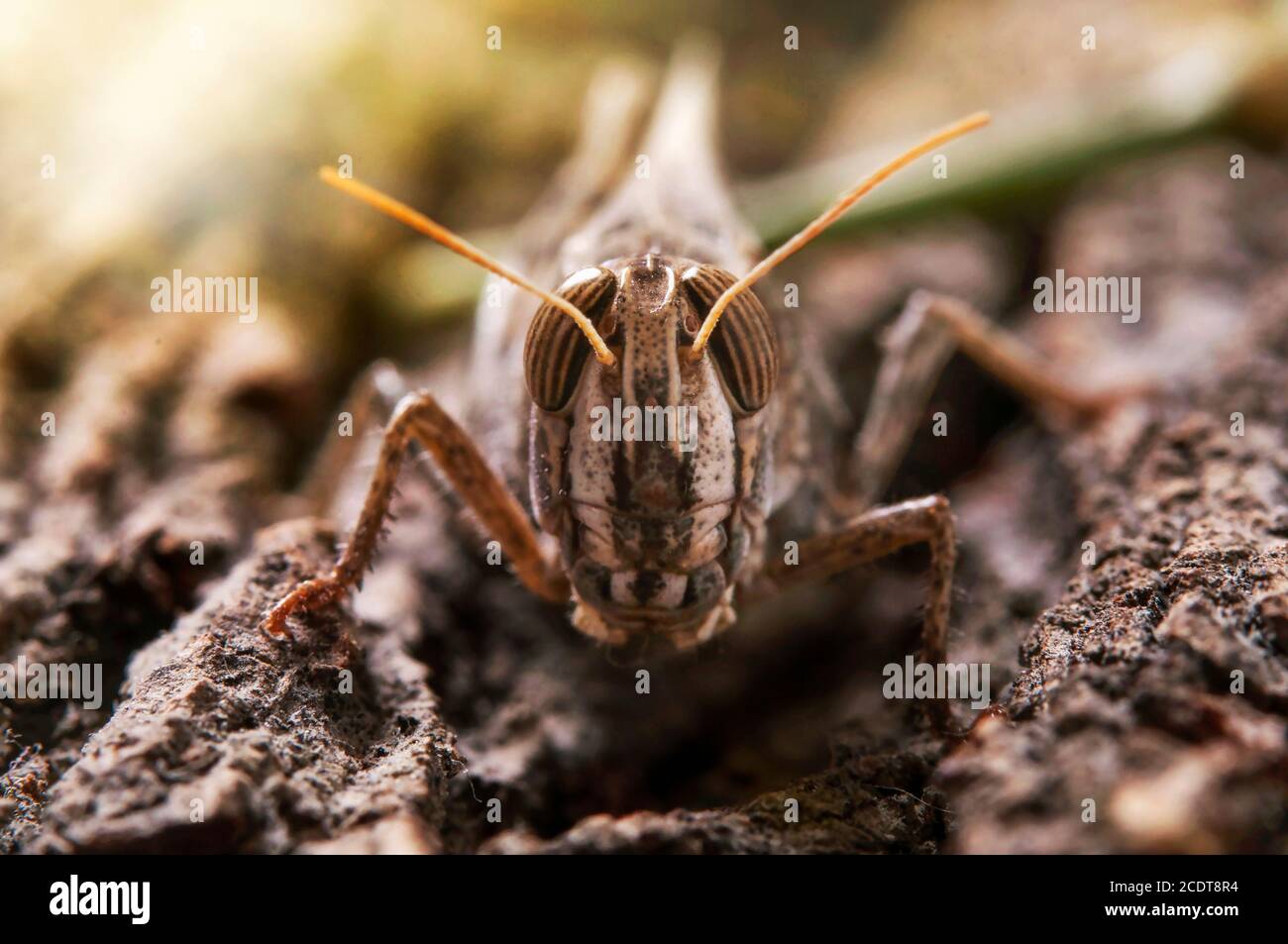 Locusts pests hi-res stock photography and images - Alamy