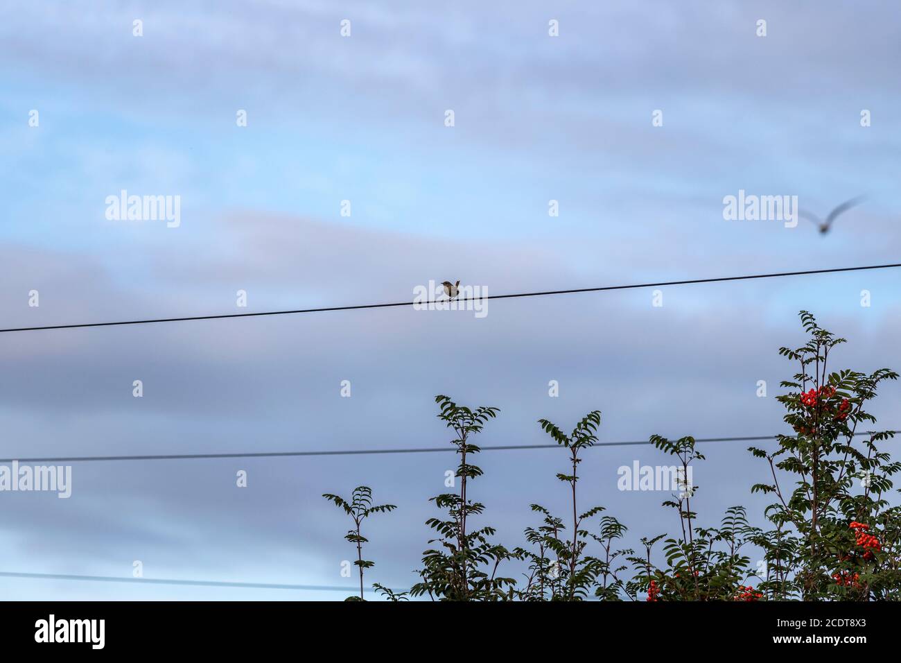 Wren flying hi-res stock photography and images - Alamy
