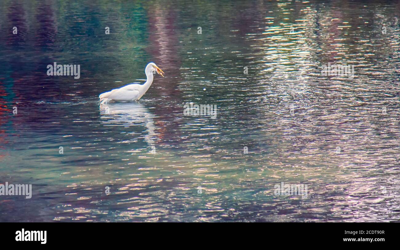 Hunting small fish hi-res stock photography and images - Alamy