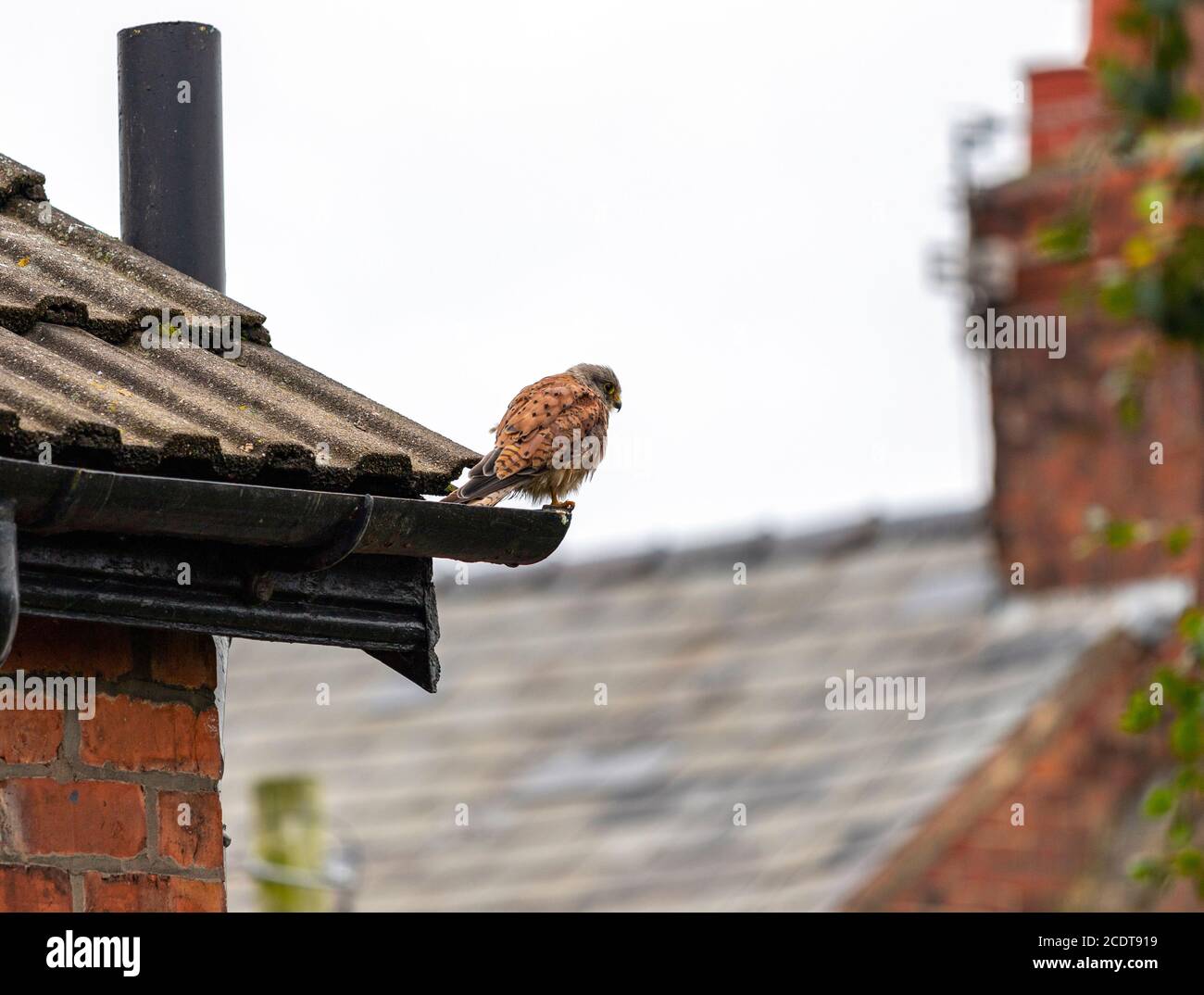 Juvenile Common kestrel, Falco tinnunculus, Lancashire, England, Great ...