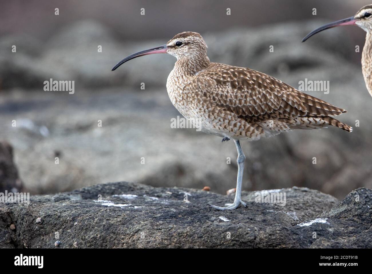 Hudsonian hi-res stock photography and images - Alamy