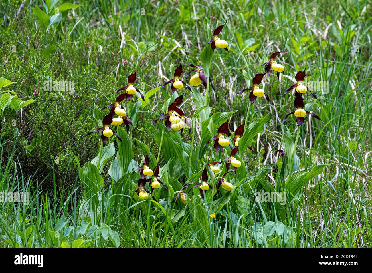 Orchids natural habitat hi-res stock photography and images - Alamy