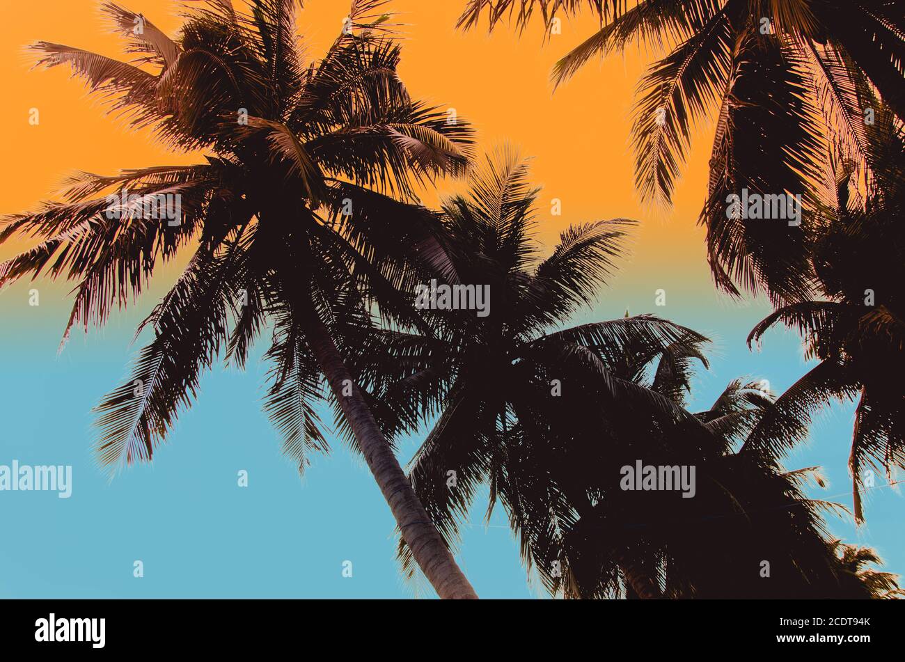 Vintage palm tree leaf hi-res stock photography and images - Alamy