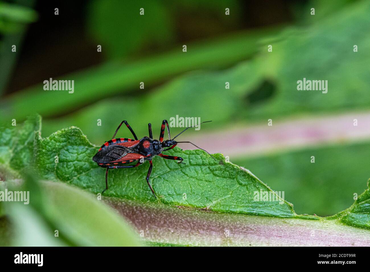 Hunting red assassin bug Stock Photo - Alamy