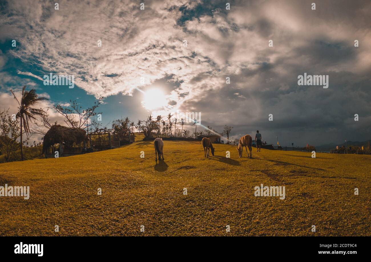 Horses inside hi-res stock photography and images - Alamy