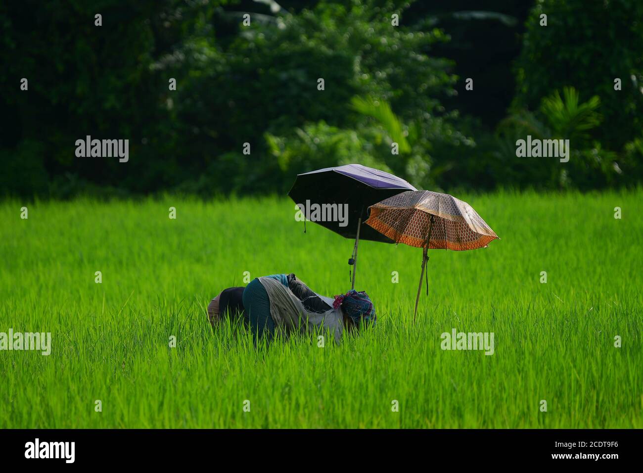 Tribal farmers are working in hot scotching sun using umbrellas, in the ...