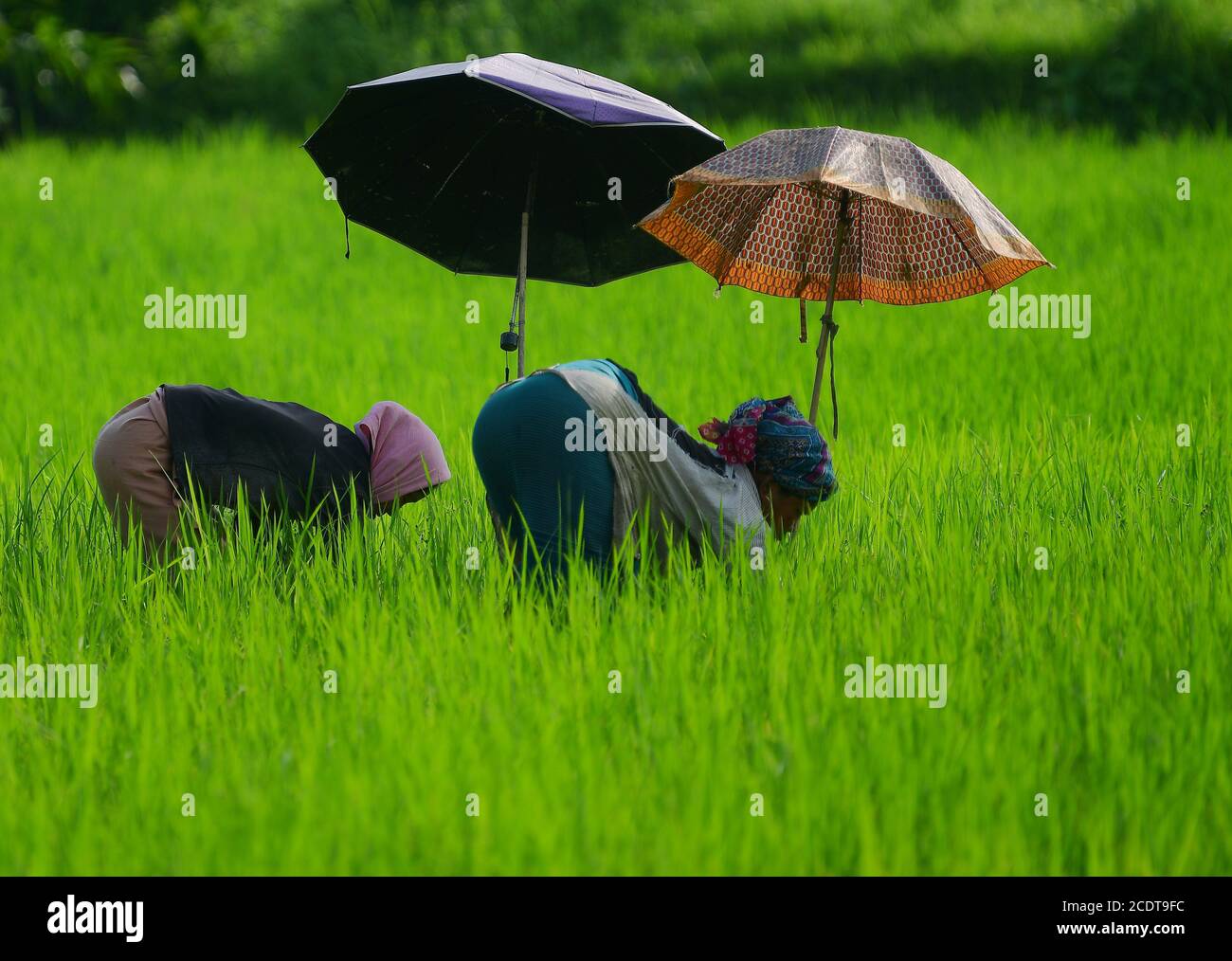 Scotching hi-res stock photography and images - Alamy