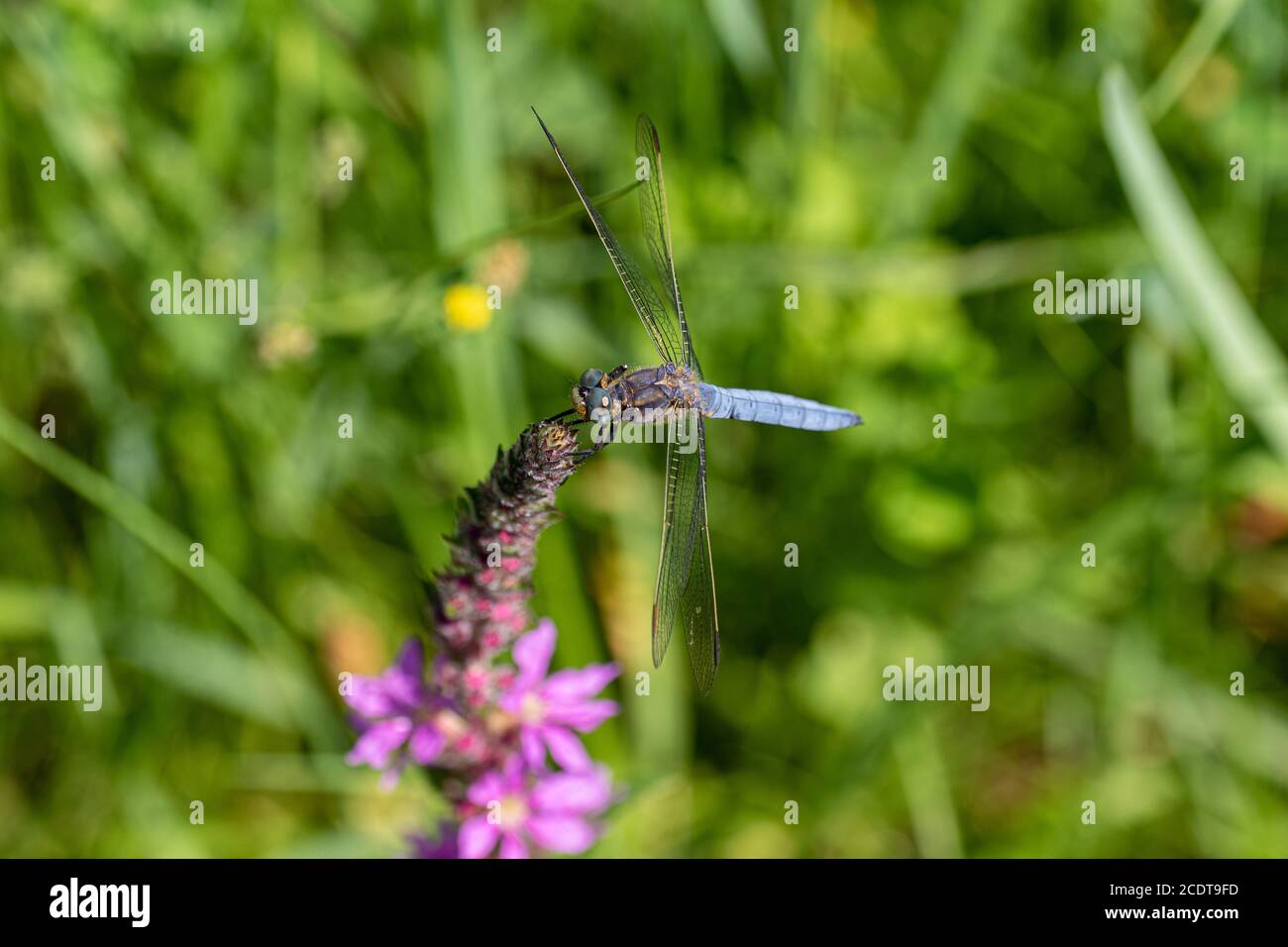 Keeled skimmer resting on a inflorescence of purple loosestrife Stock ...