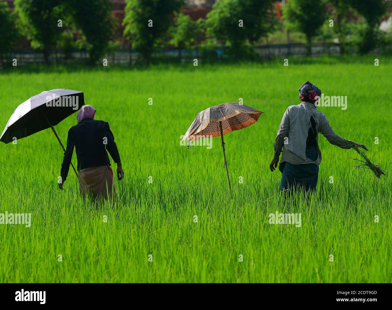 Tribal farmers are working in hot scotching sun using umbrellas, in the ...