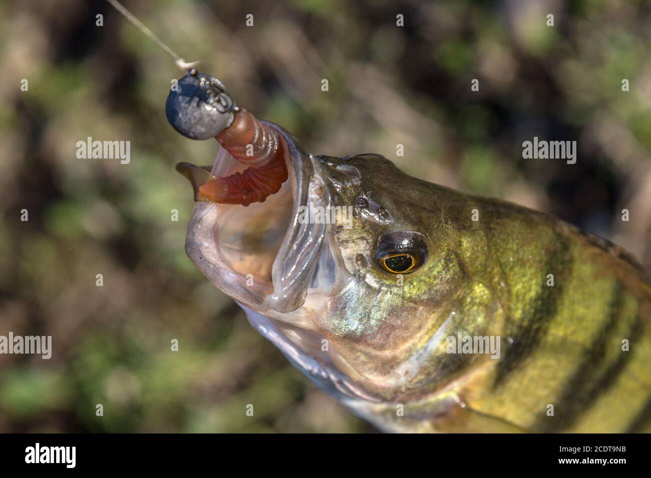 Large perch hi-res stock photography and images - Alamy