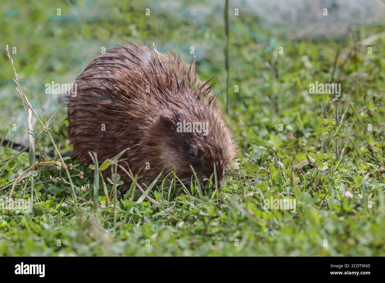 Muskrat meadow hi-res stock photography and images - Alamy
