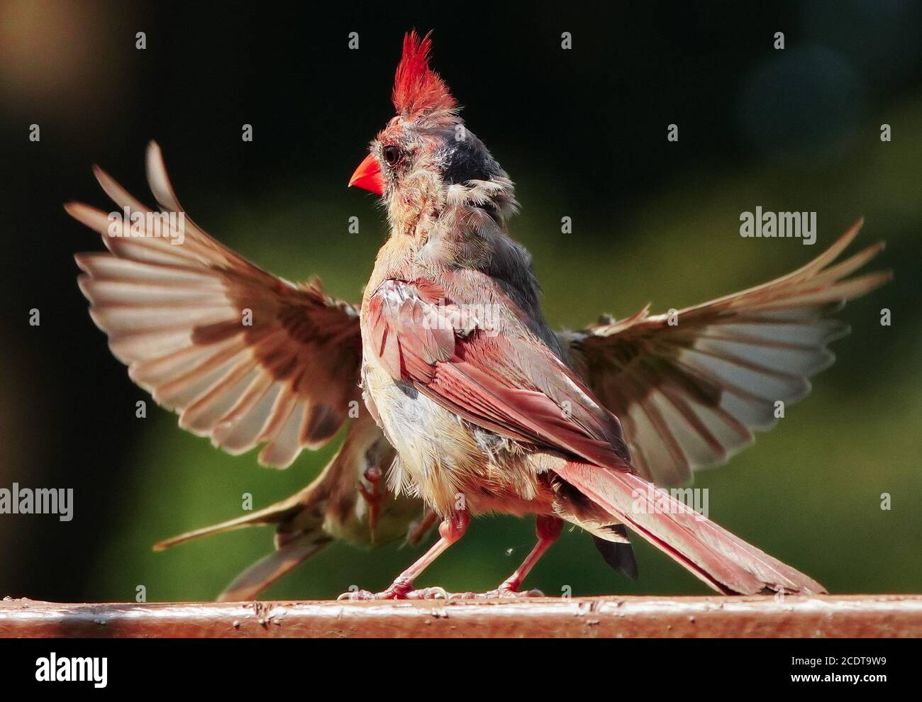 Northern Cardinal on the deck in the molting season as another bird ...