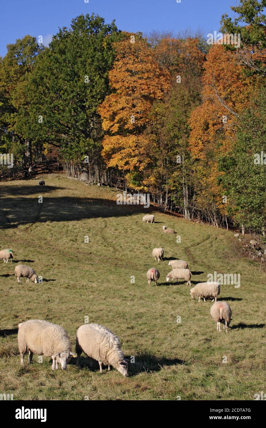 Sheep ranching hi-res stock photography and images - Alamy