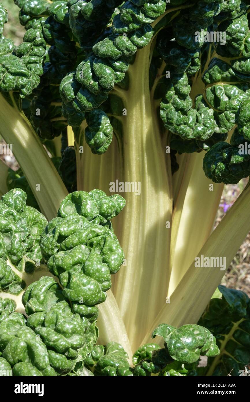 Swiss chard "Fordhook Giant" garden Stock Photo - Alamy
