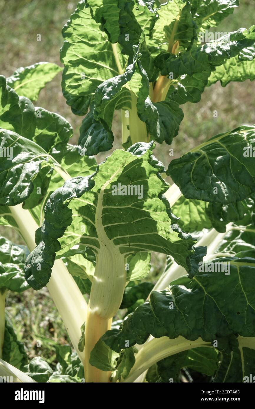Swiss chard "Fordhook Giant" Swiss Chard Beta vulgaris var. cicla ...