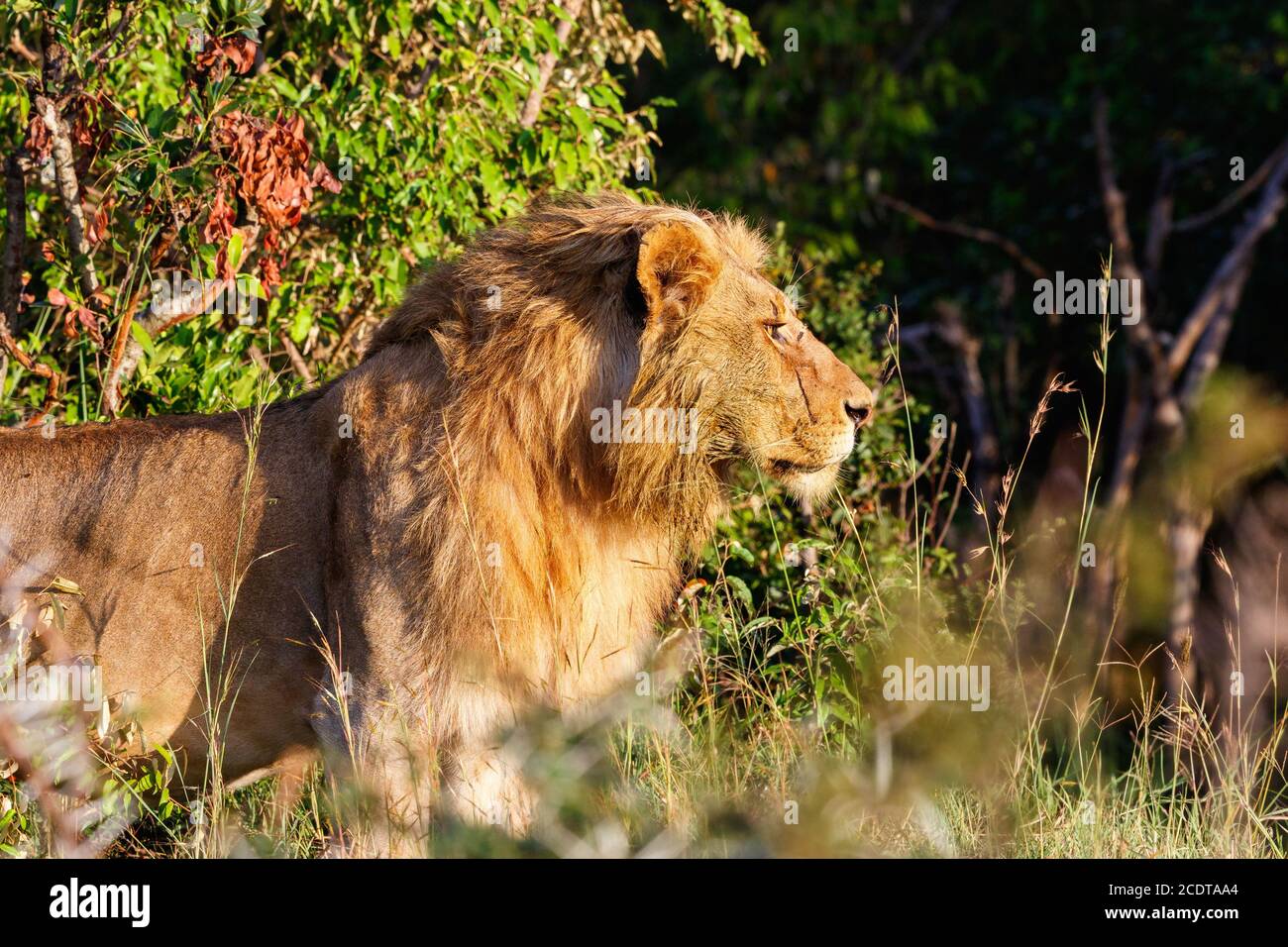 Lion standing up hi-res stock photography and images - Alamy