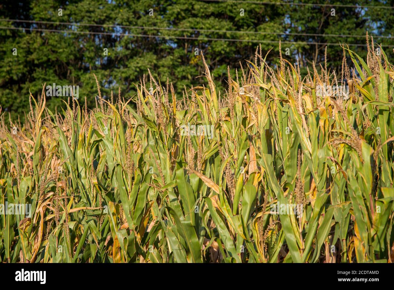 Cultivating maize hi-res stock photography and images - Alamy