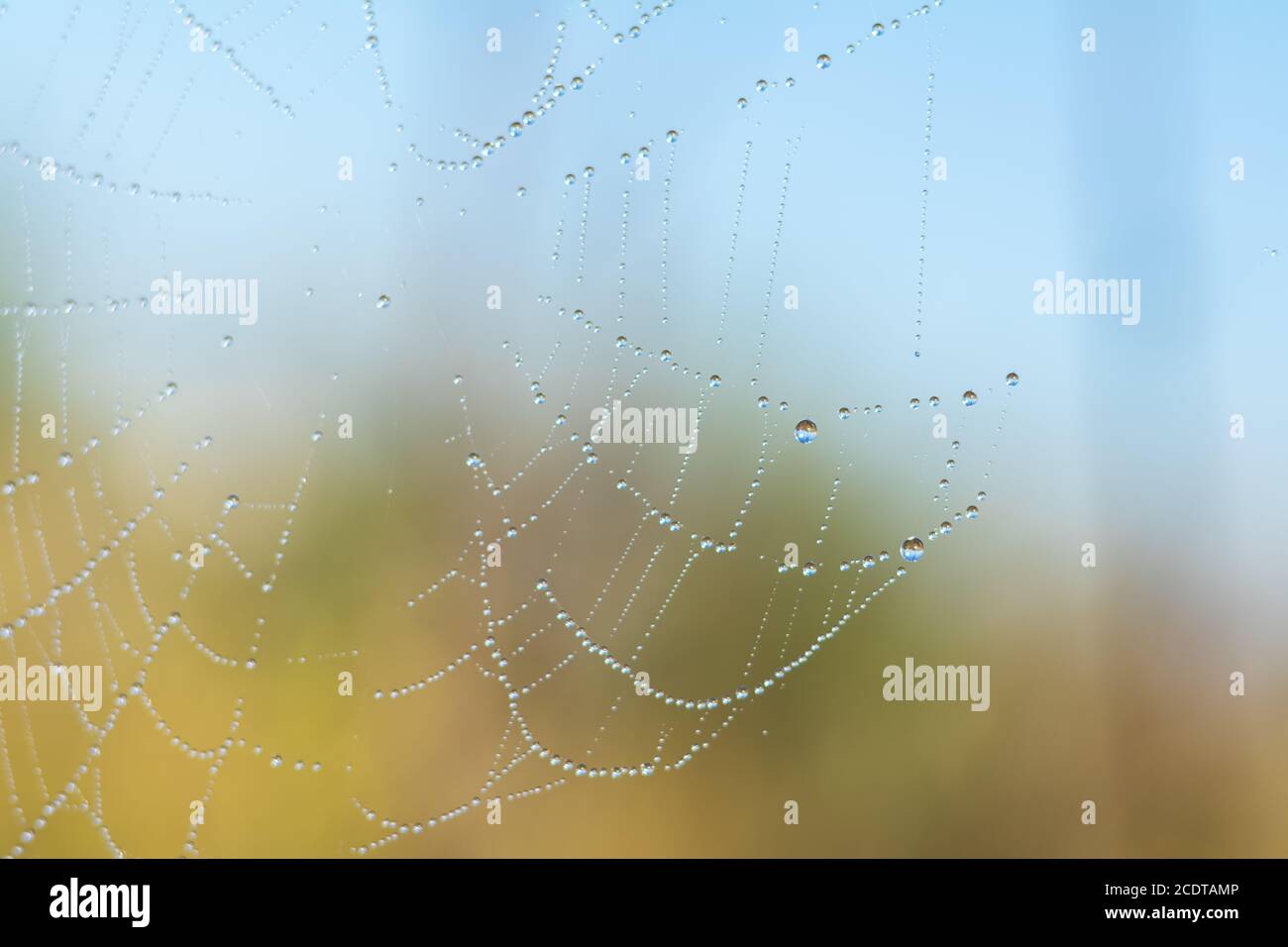 Close up view of the strings of a spiders web. Spider web with colorful ...