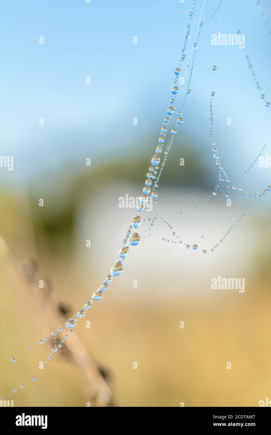 Close up view of the strings of a spiders web. Spider web with colorful ...