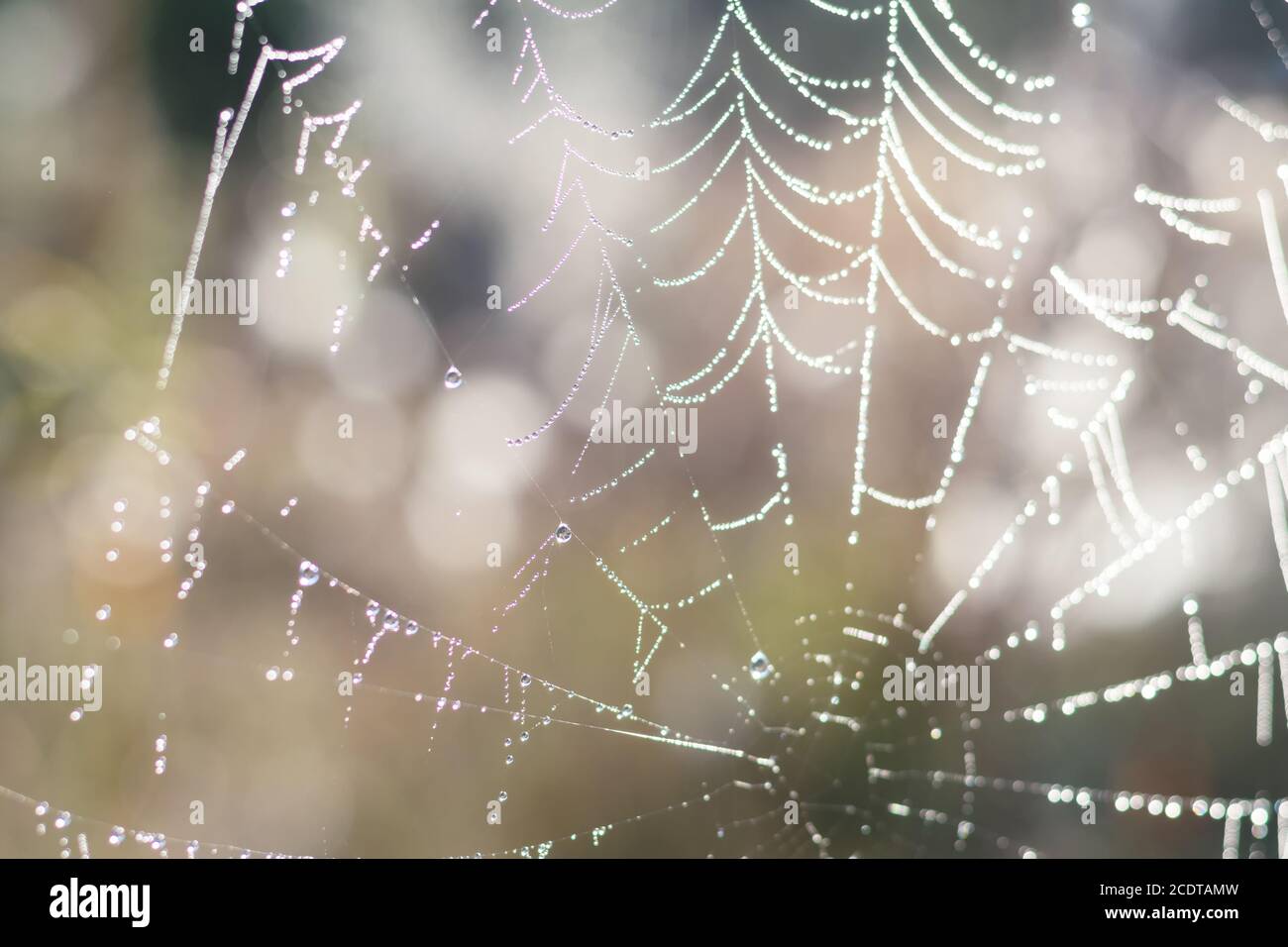 Close up view of the strings of a spiders web. Spider web with colorful ...
