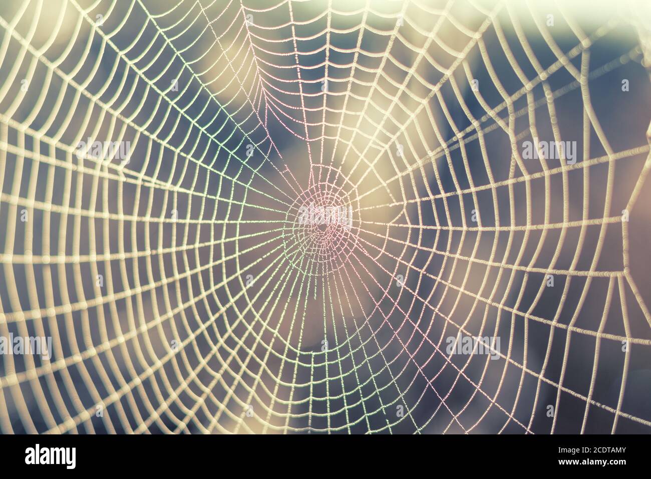 Close up view of the strings of a spiders web. Spider web with colorful ...