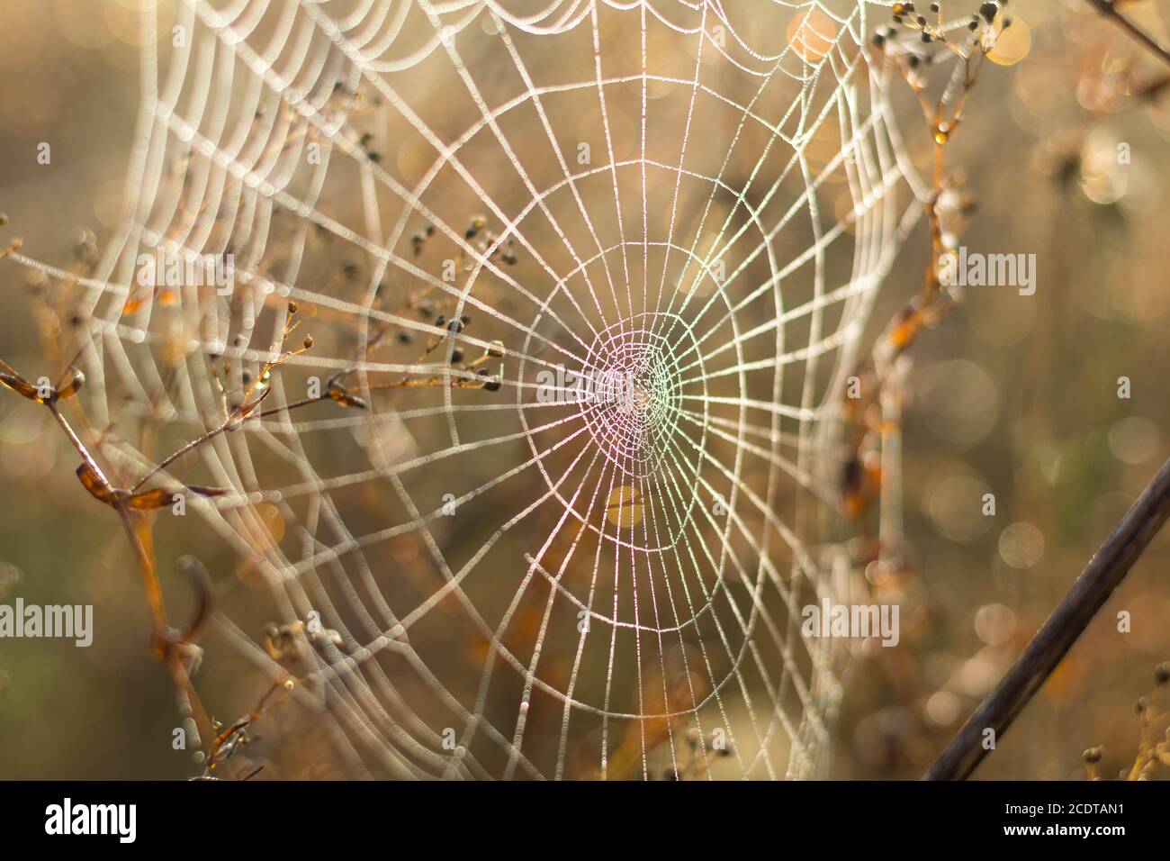 Close up view of the strings of a spiders web. Spider web with colorful ...
