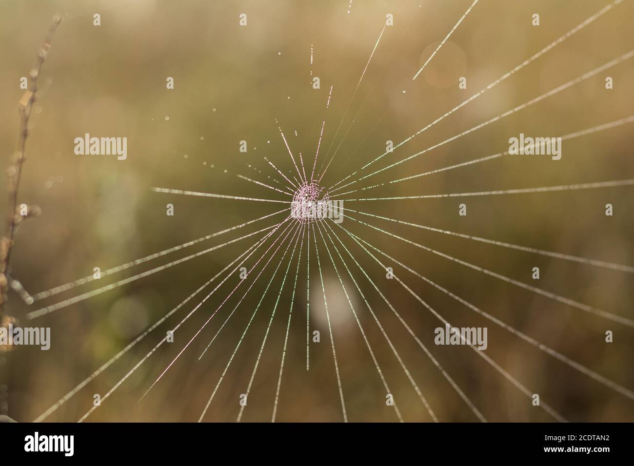 Close up view of the strings of a spiders web. Spider web with colorful ...