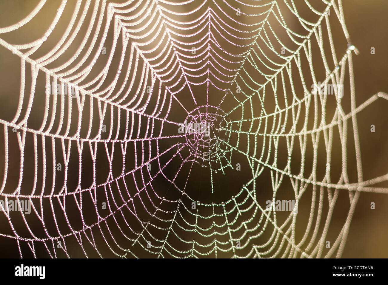 Close up view of the strings of a spiders web. Spider web with colorful ...