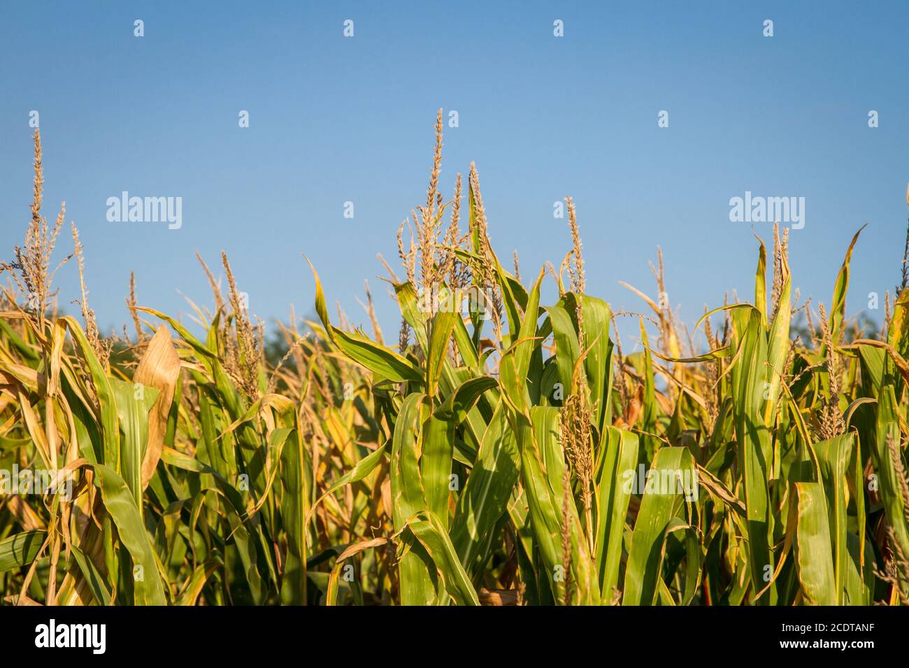Maize field hi-res stock photography and images - Alamy