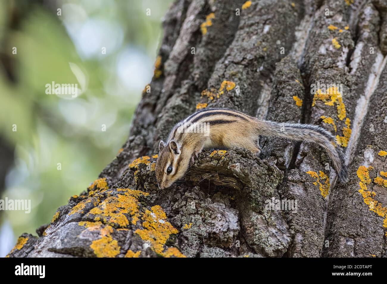 Chipmunk habitat hi-res stock photography and images - Alamy